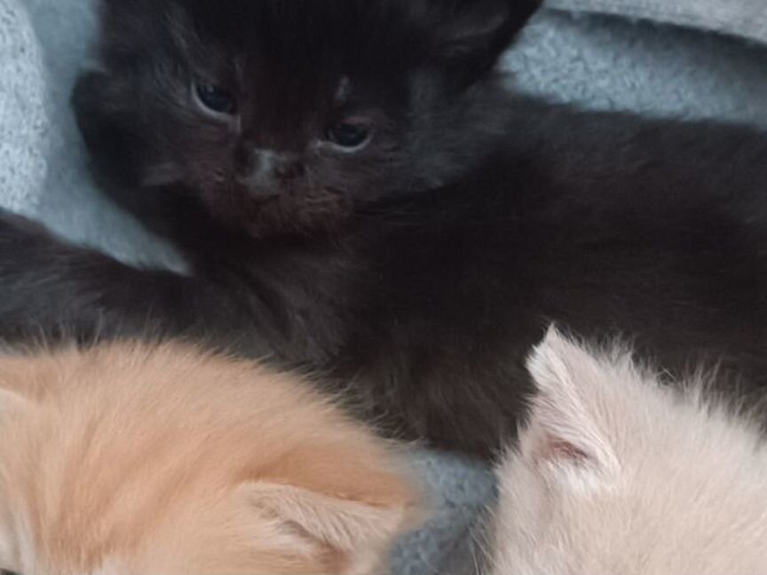 Рождественские котята