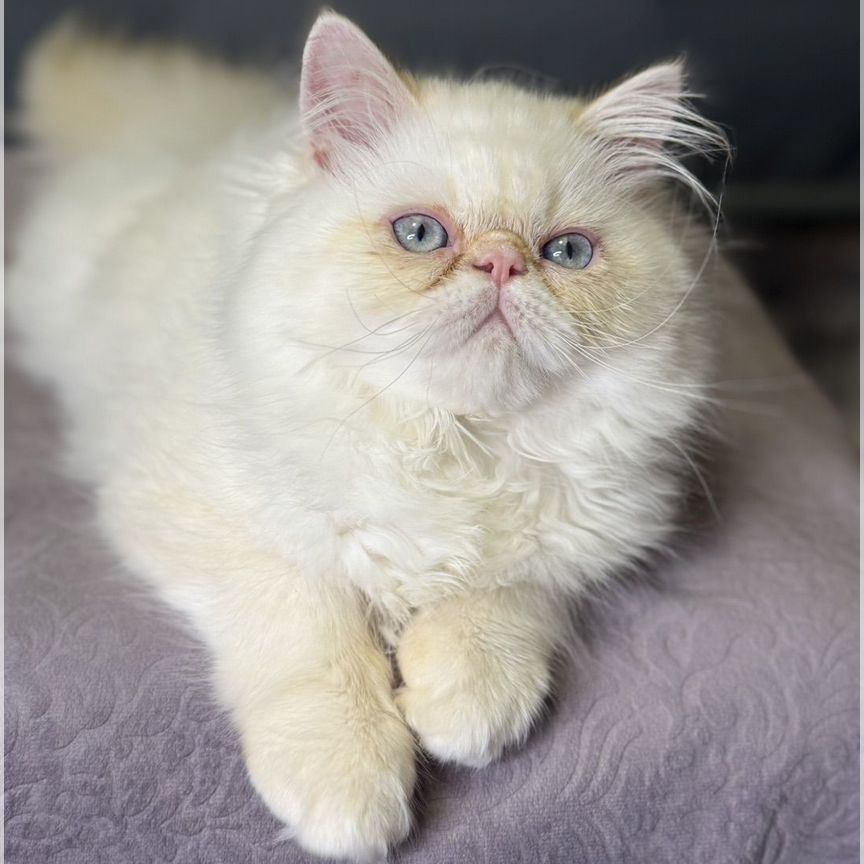 Персидский котёнок