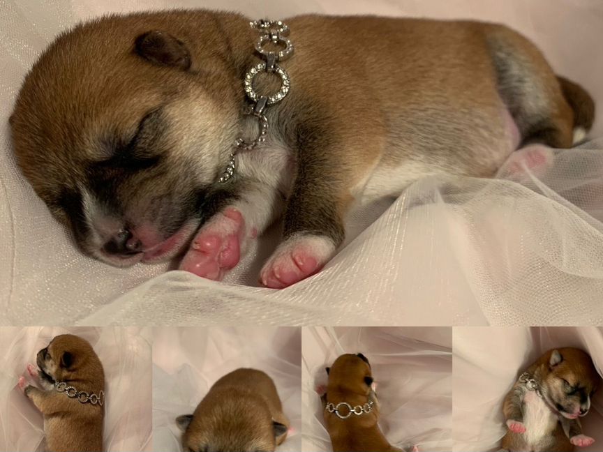 Щенки сиба шиба ину