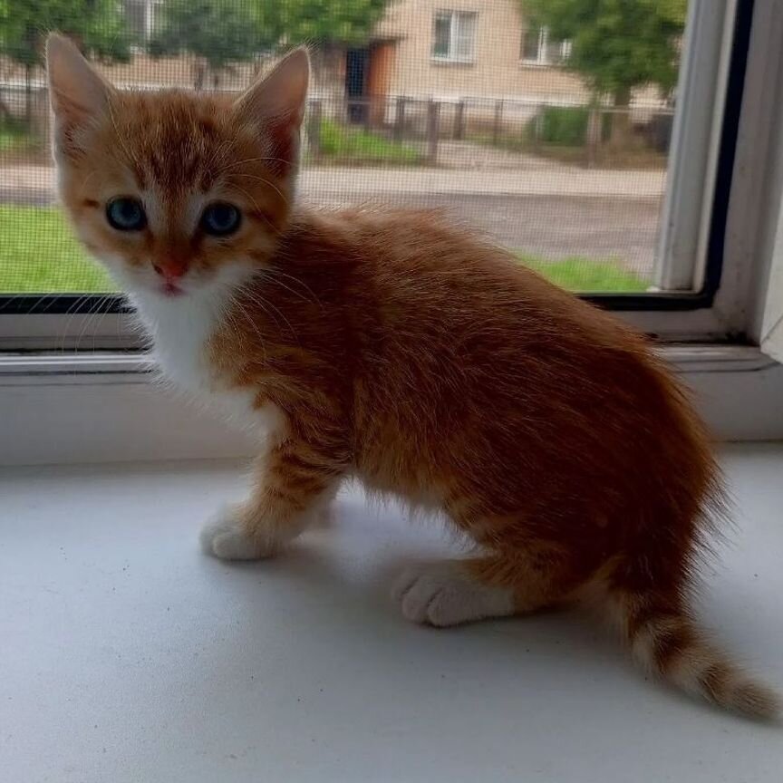 Котёнок в добрые руки