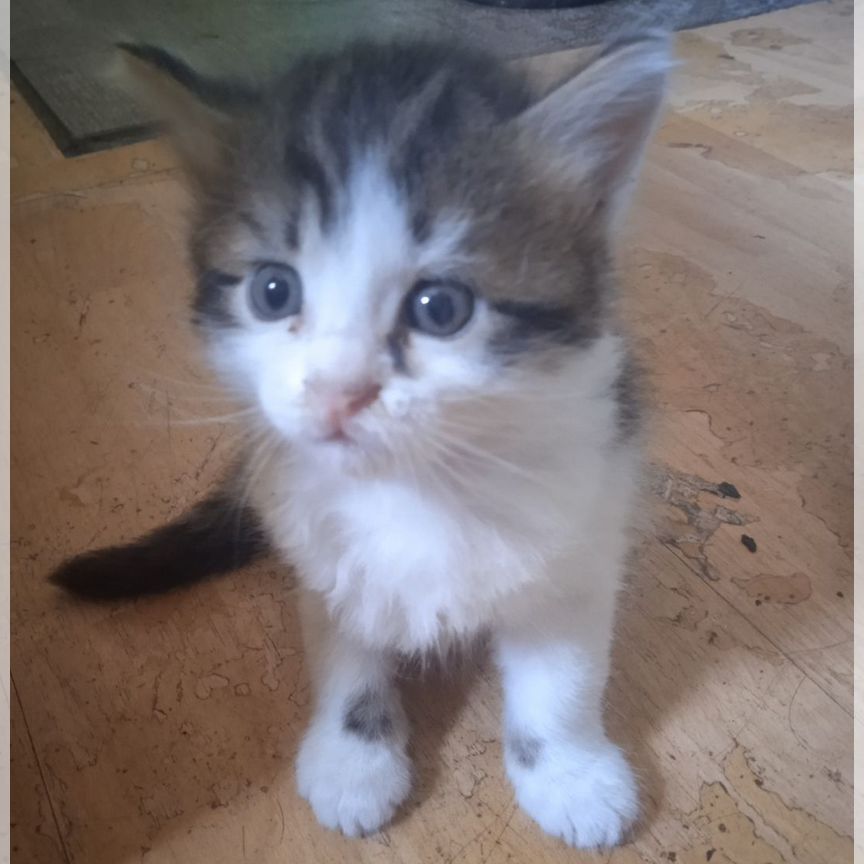 Котята в добрые руки 1 месяц