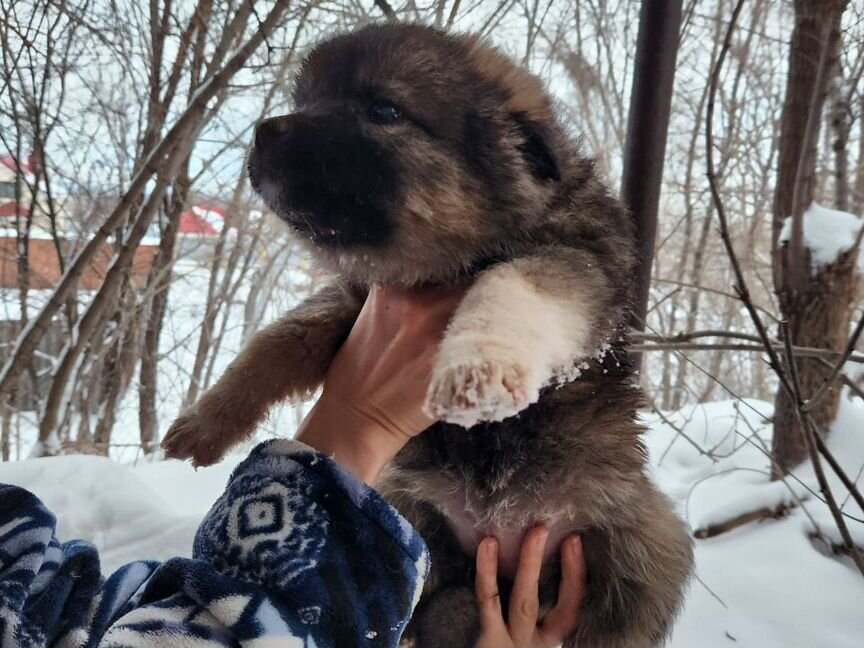 Кавказская овчарка