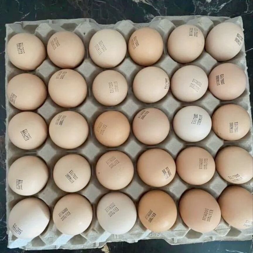 Инкубационное яйцо бройлера Кобб 500, Росс-308