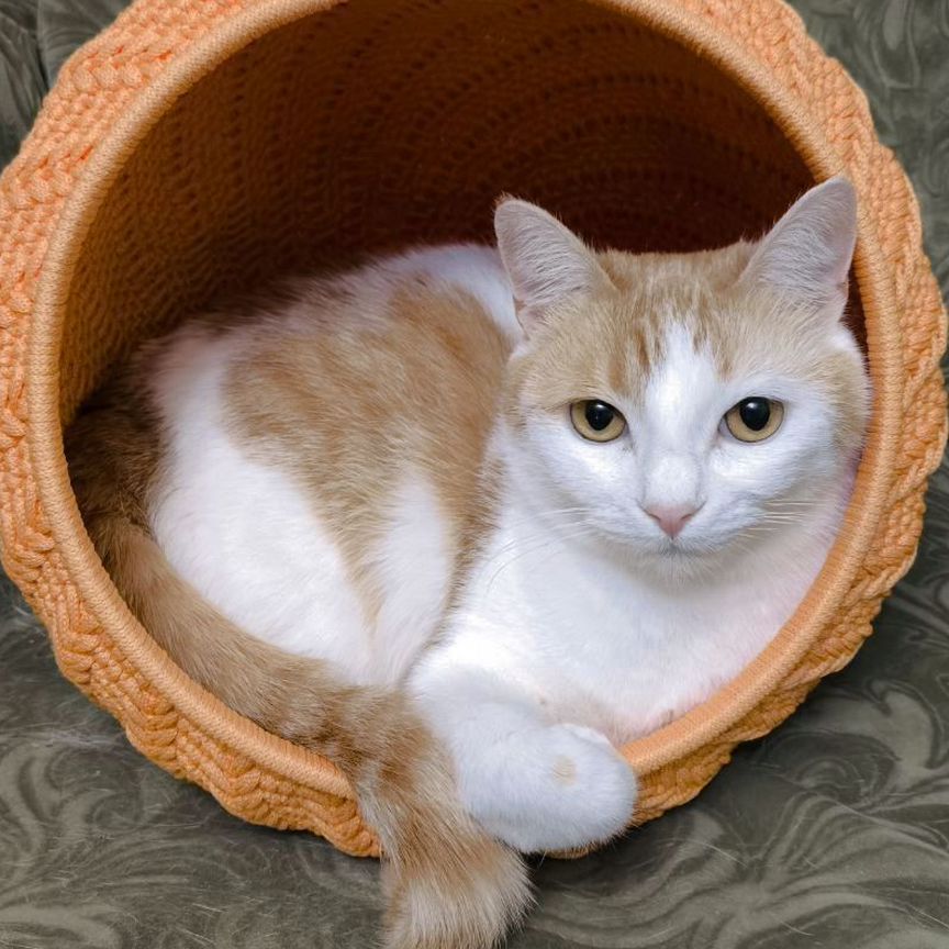 Продам корзину для кошки