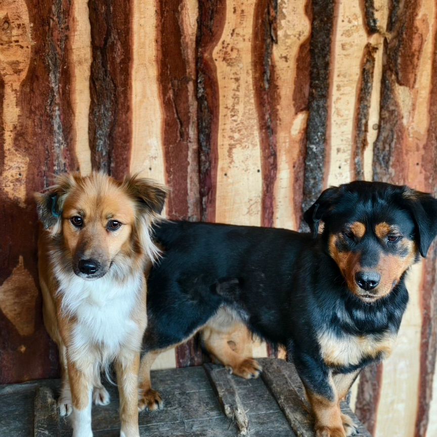 Взрослая собака в добрые руки