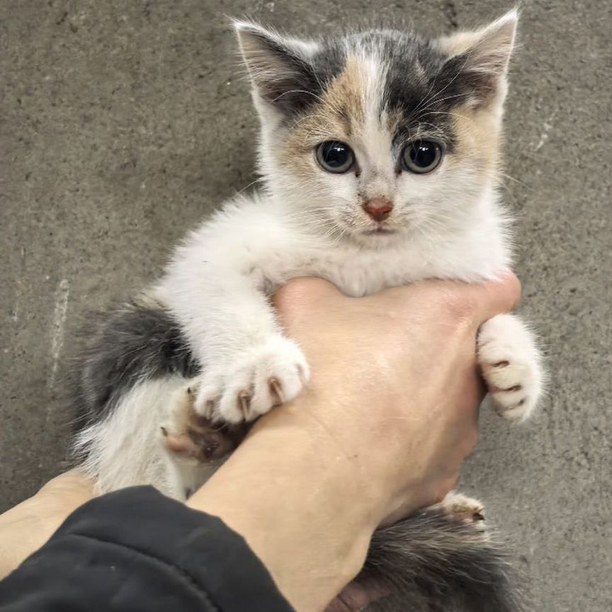 Котёнок в добрые руки