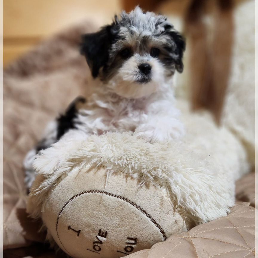 Бишон фризе, щенок