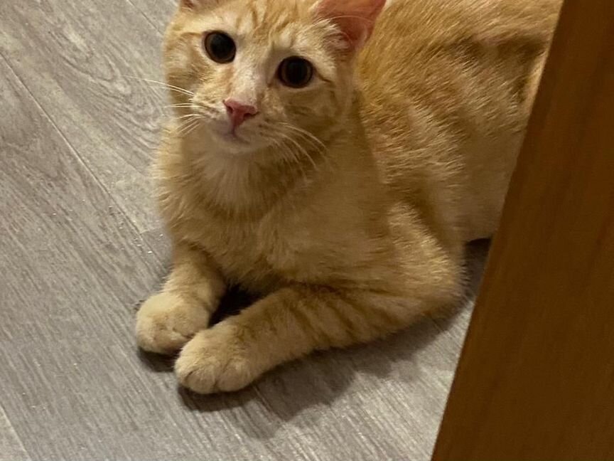 Рыжее сокровище