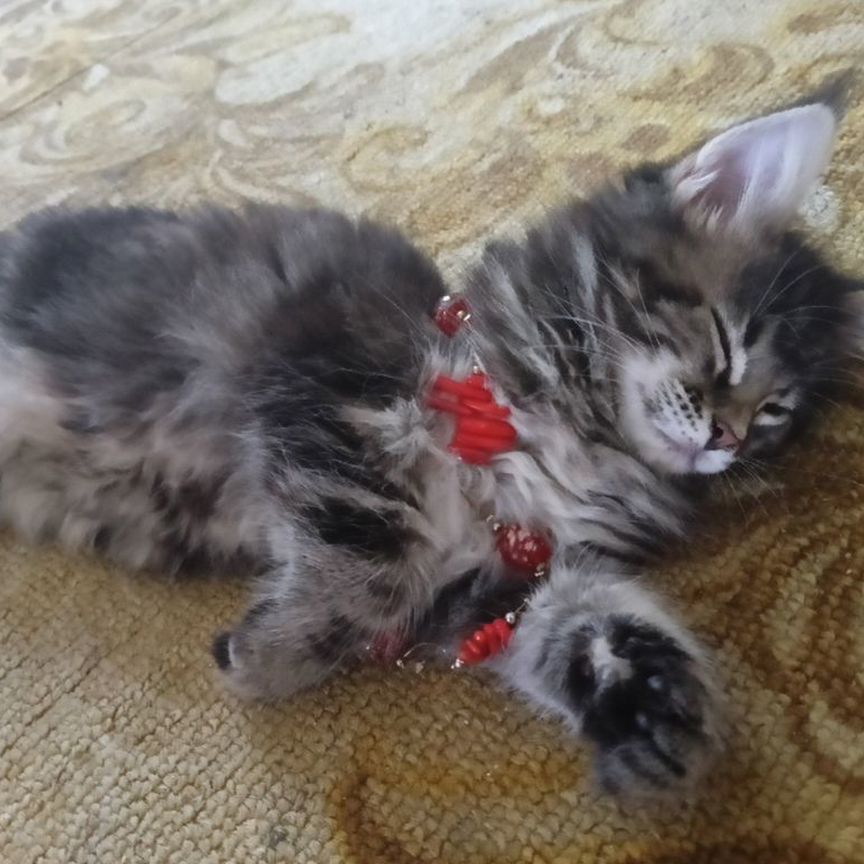 Котята мейн-кун