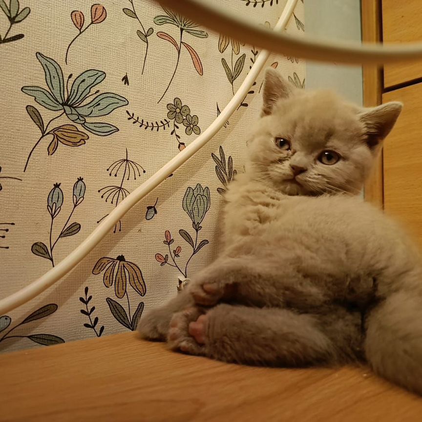 Британская