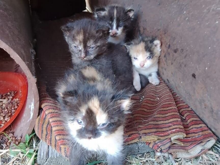 Котята в добрые руки бесплатно