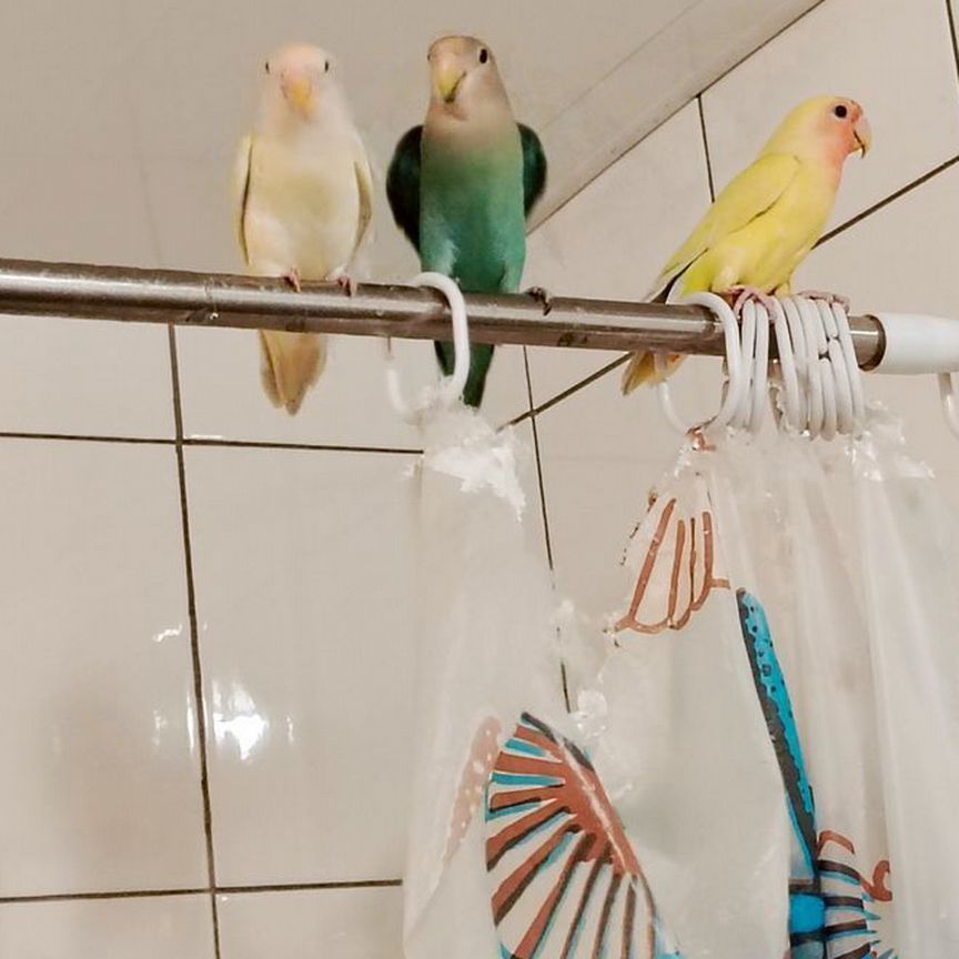 Птахи Красавчики