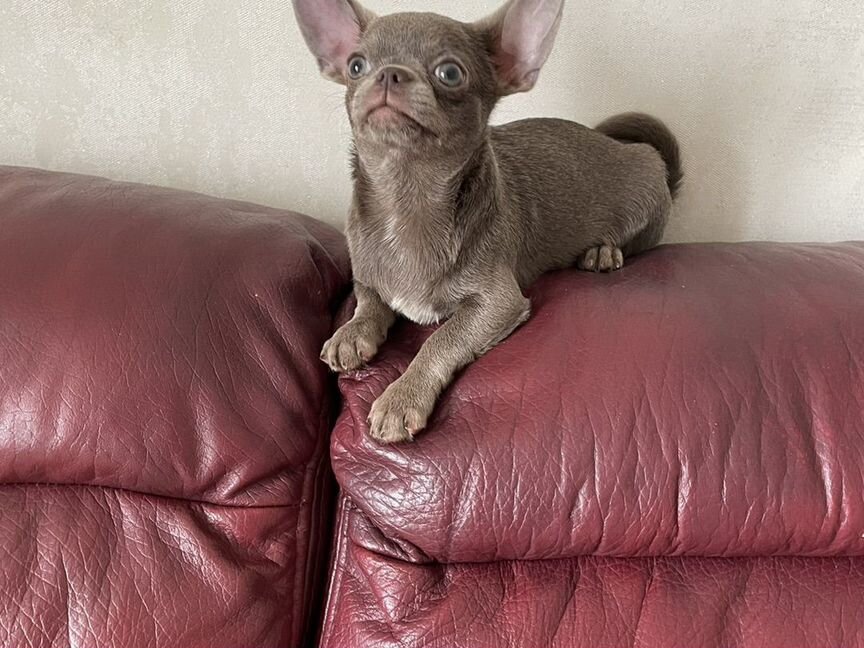 Голубой чихуа