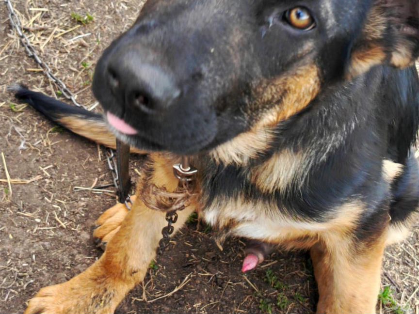 Немецкая овчарка