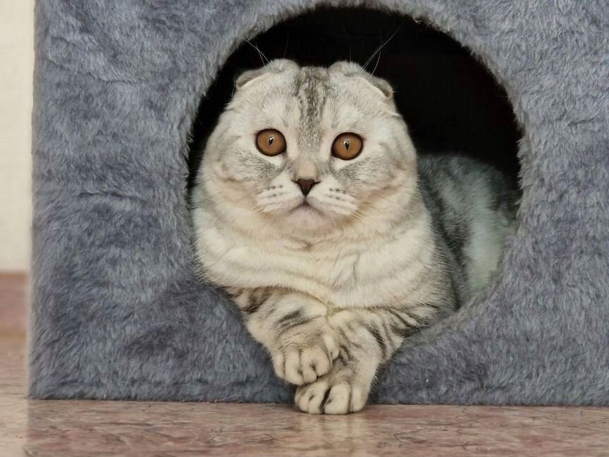 Вислоухий шотландец