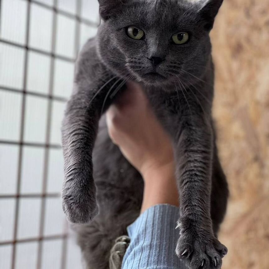 Дымчатая кошка с зелёными глазами ищет дом в дар