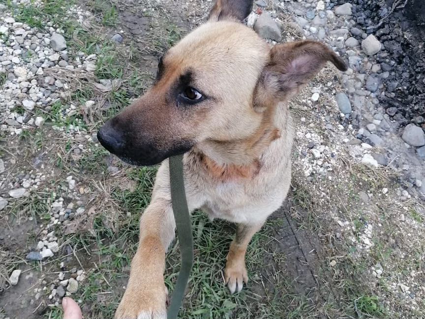 Хорошая собака В добрые руки