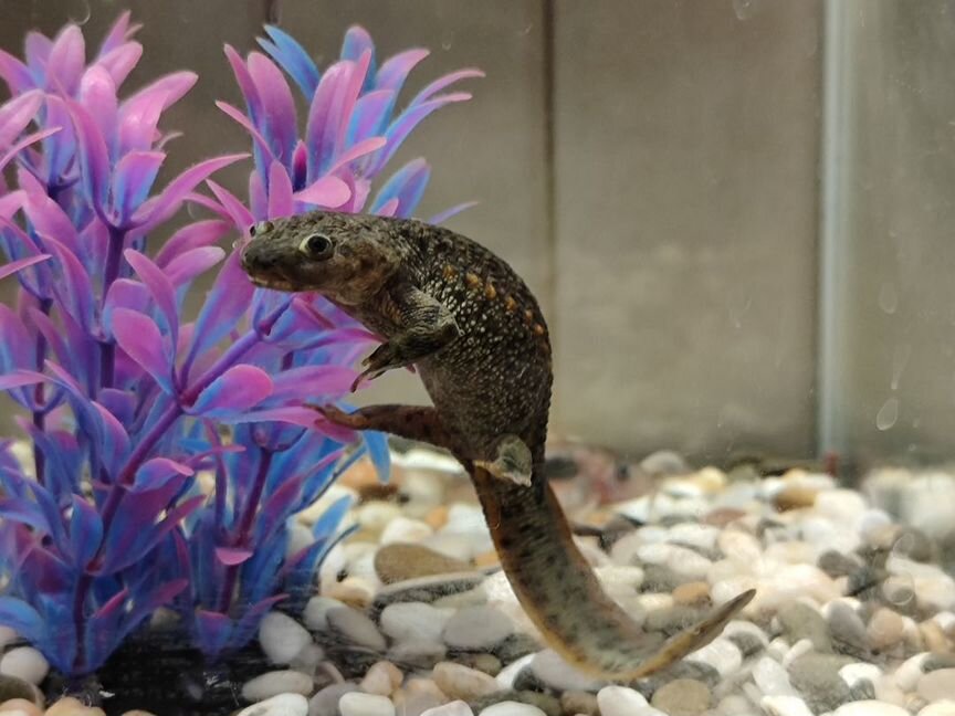 Аквариум с тритонами и рыбками