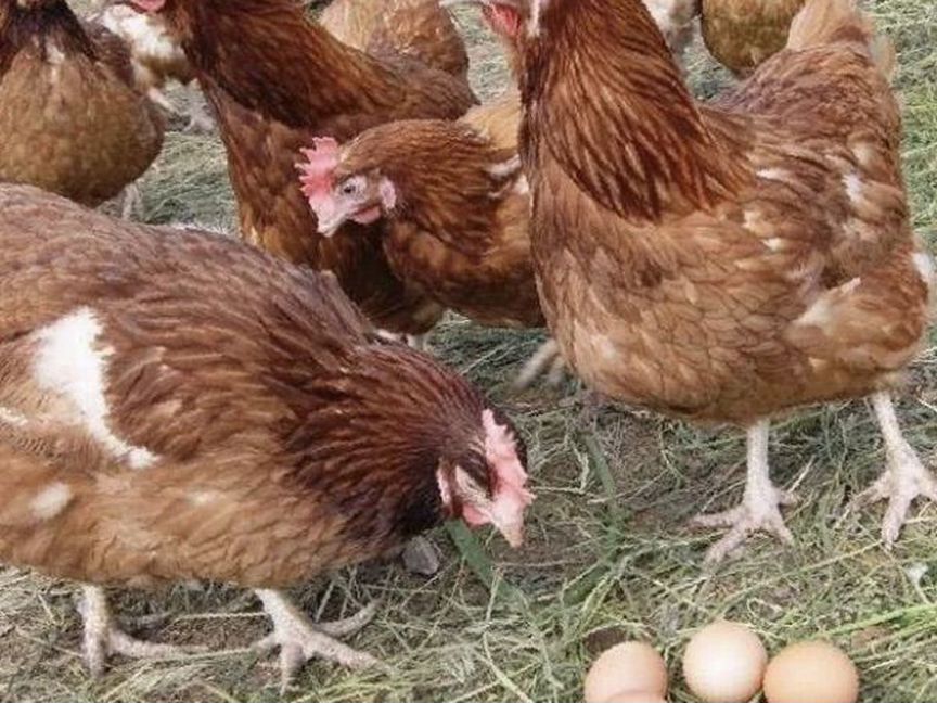 Курица Молодка красная доминант