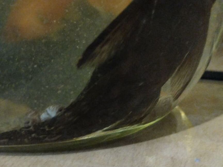 Аквариумные рыбки