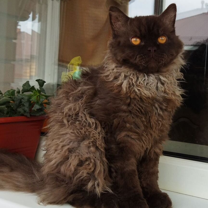 Шоколадный котик