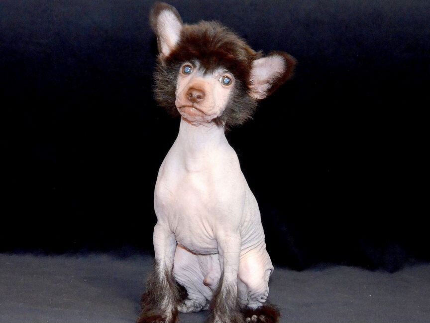 Мальчик шоколадный истинно голый