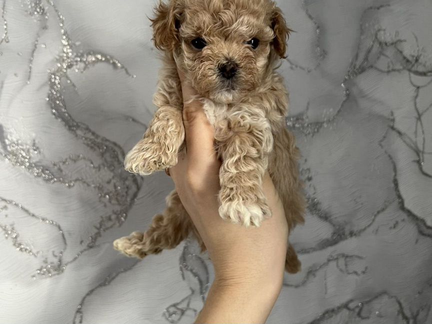 Мальтипу ф1 мини Корея мальчик extra Baby Face
