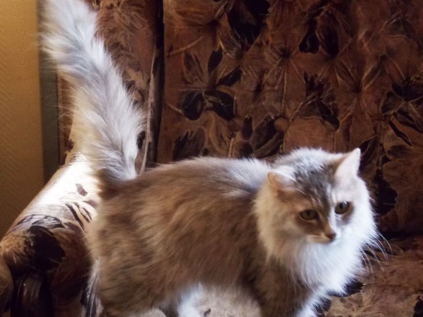 Норвежская лесная кошка