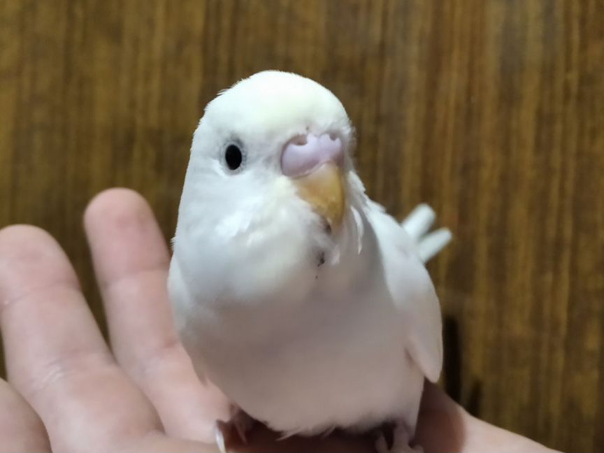 Волнистые попугаи