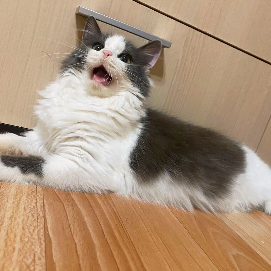 Котёнок Манюня