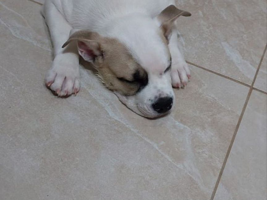 Собака мальчик 3,5 мес