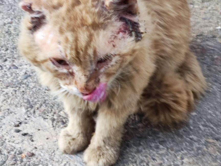 Ищу дом коту