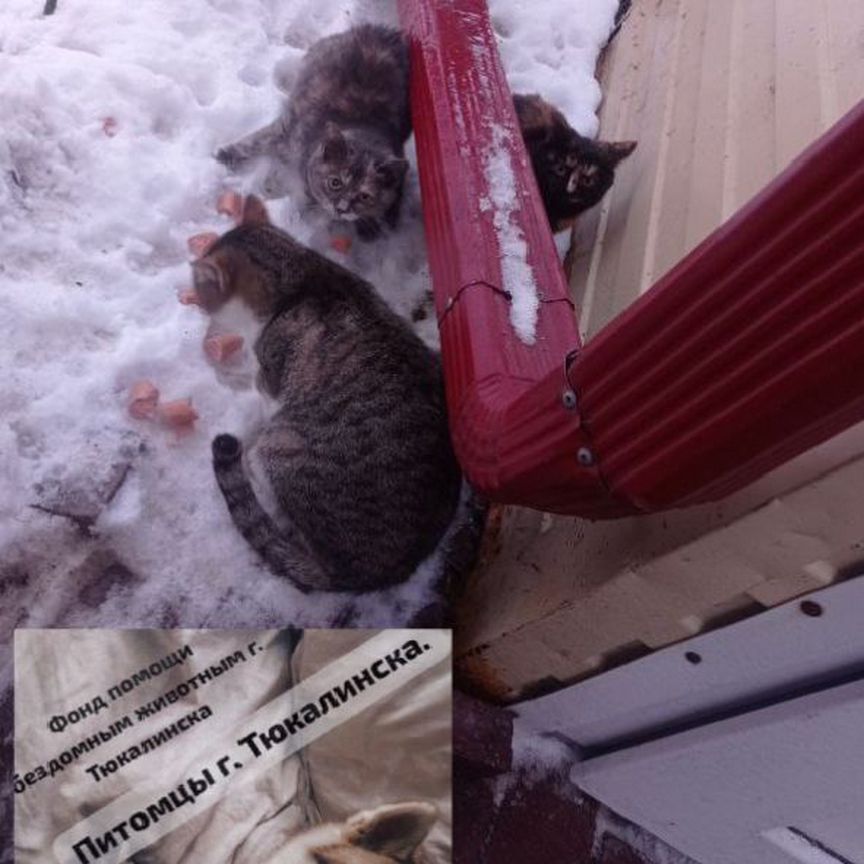 Кошки, котята, подростки