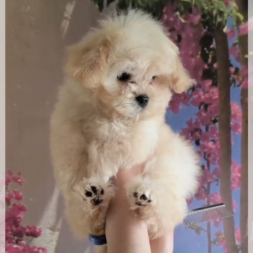 Мальтипу, щенок