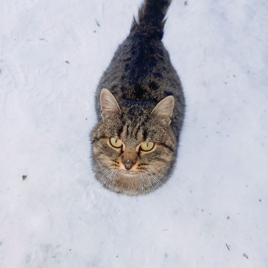 Кот живет на улице