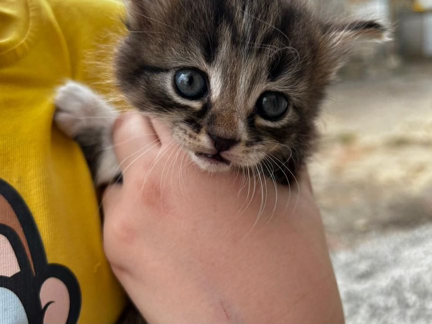 Котята в добрые руки