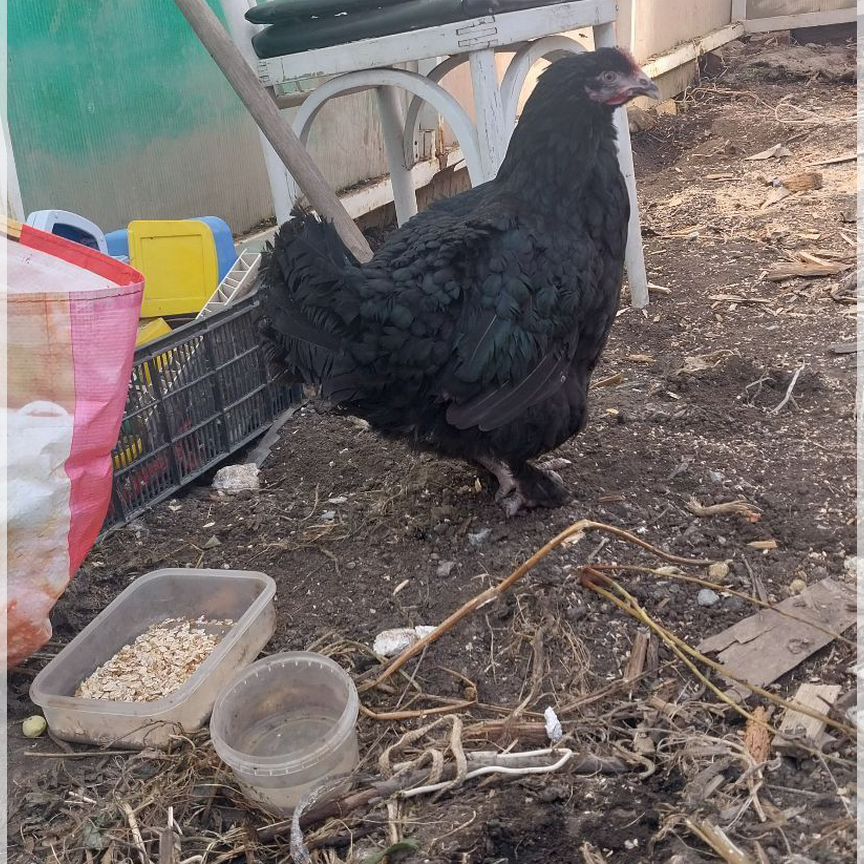 Куры несушки домашние