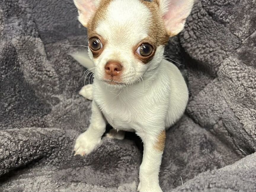 Чихуахуа мини