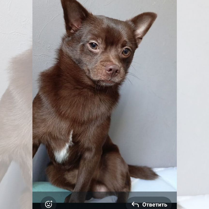 Собака помчи