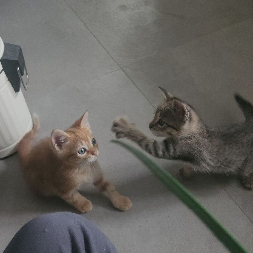 Котята в добрые руки 2 месяца