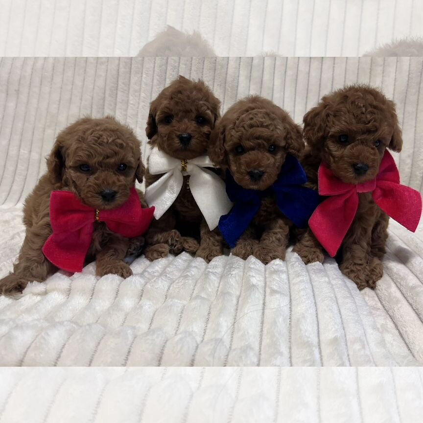 Той-пудель, щенок