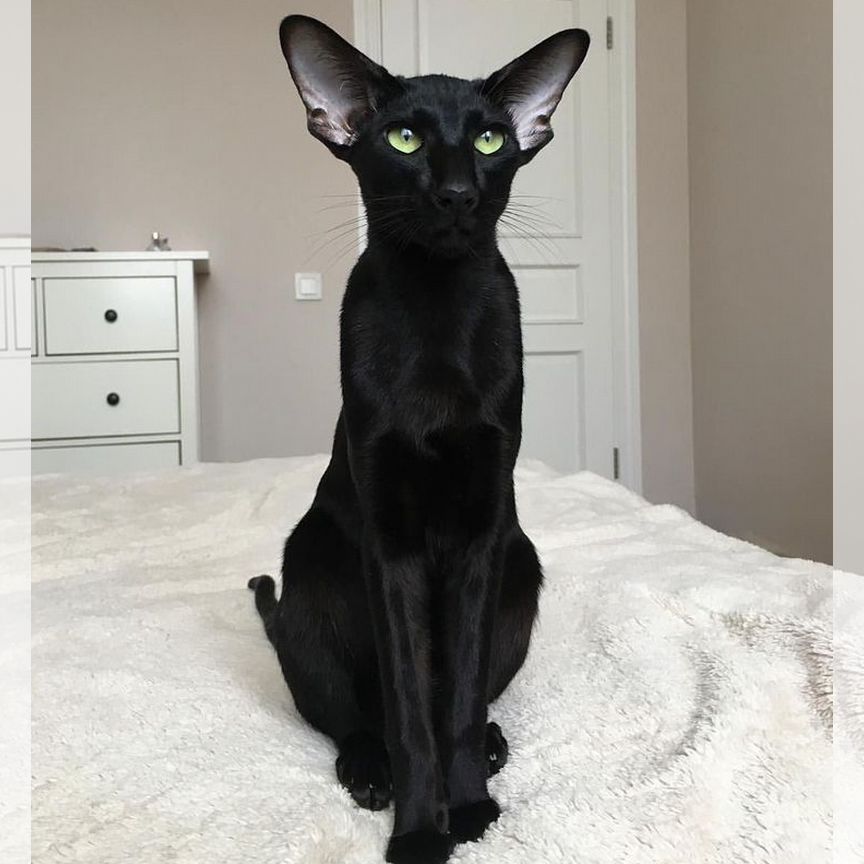 Ориентальная, взрослая кошка