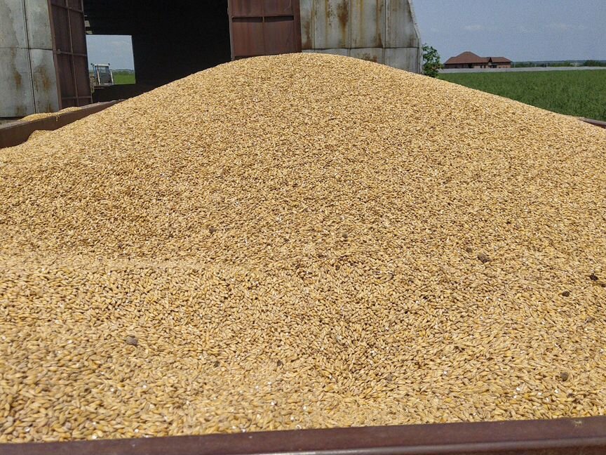 Зерно ячмень