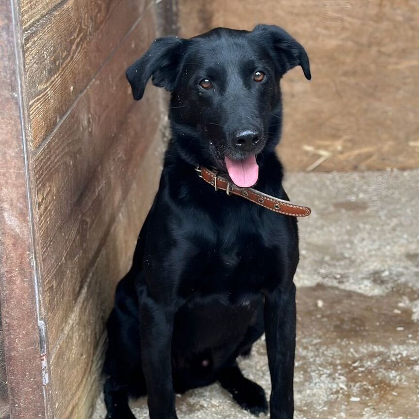 Самый красивый пёс из приюта бесплатно