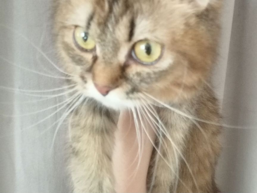 Кошка шотландская вислоухая