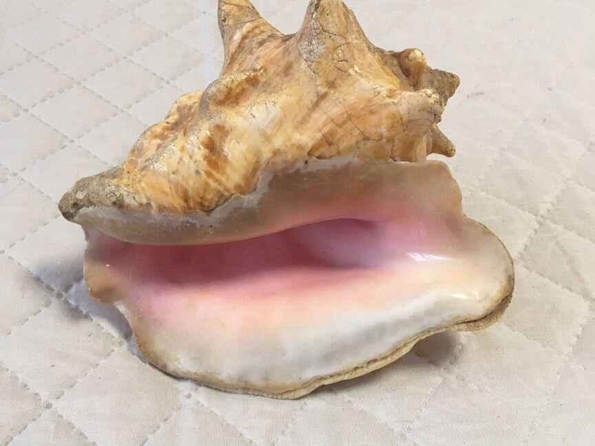 Морская раковина