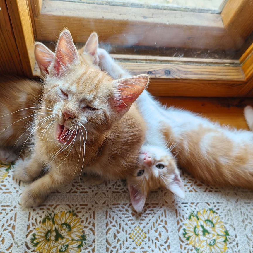 Отдам котят в добрые руки,рыженькие