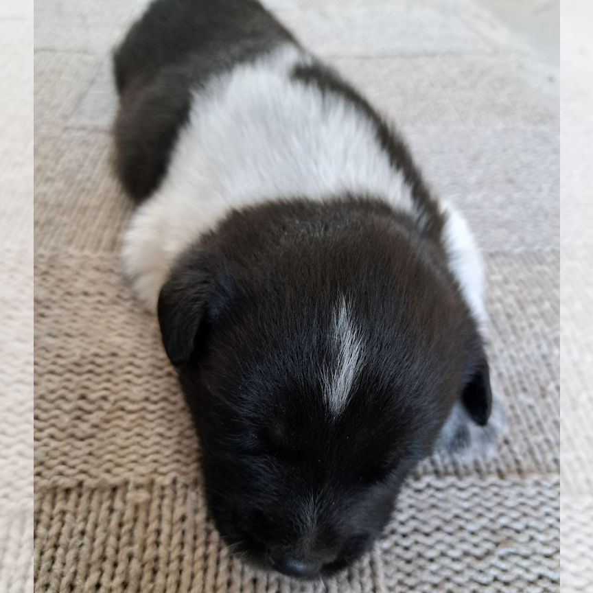 Щенок лайки, девочка