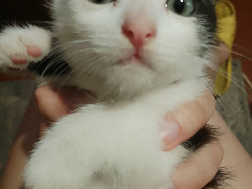 Неугомонный чëрно-белый котëнок