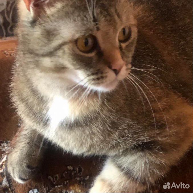 Стерилизованная Синди ищет дом